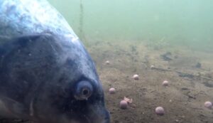 What Is A Ghost Carp - Origins, Habitat, And How To Catch Them