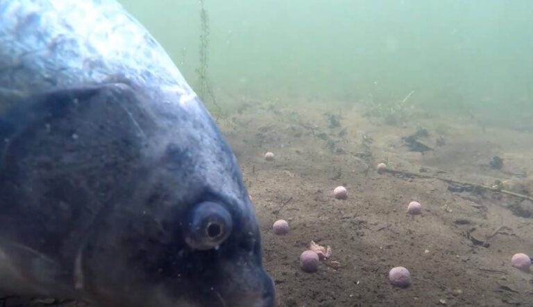 What Is A Ghost Carp - Origins, Habitat, And How To Catch Them